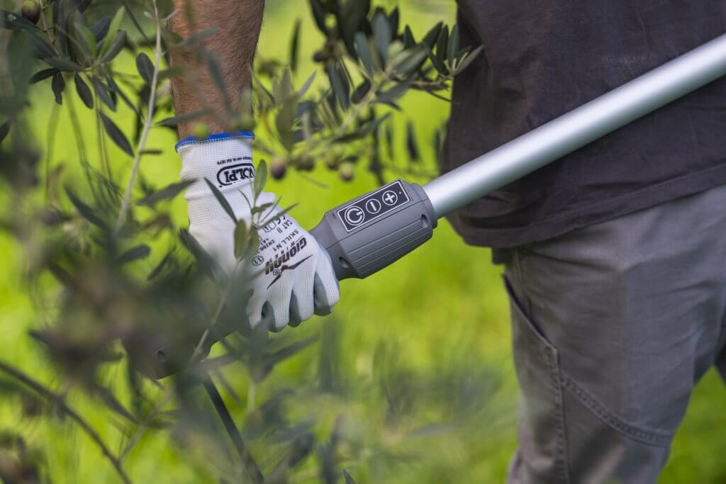 Olive Harvest Calendar in Italy — Volpi Originale